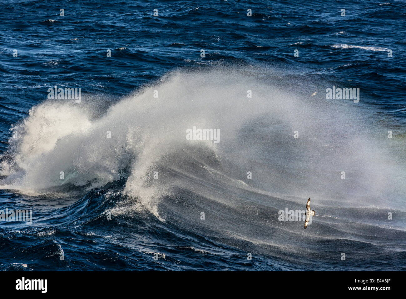 Adult cape petrel (Daption capense) flying in gale force winds in the ...