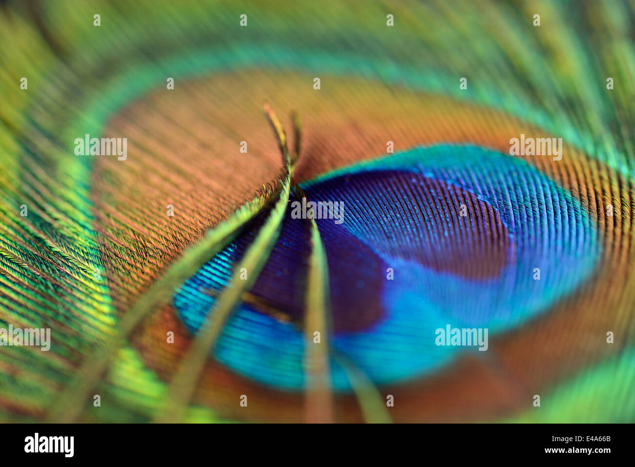 Fragile detail hi-res stock photography and images - Alamy