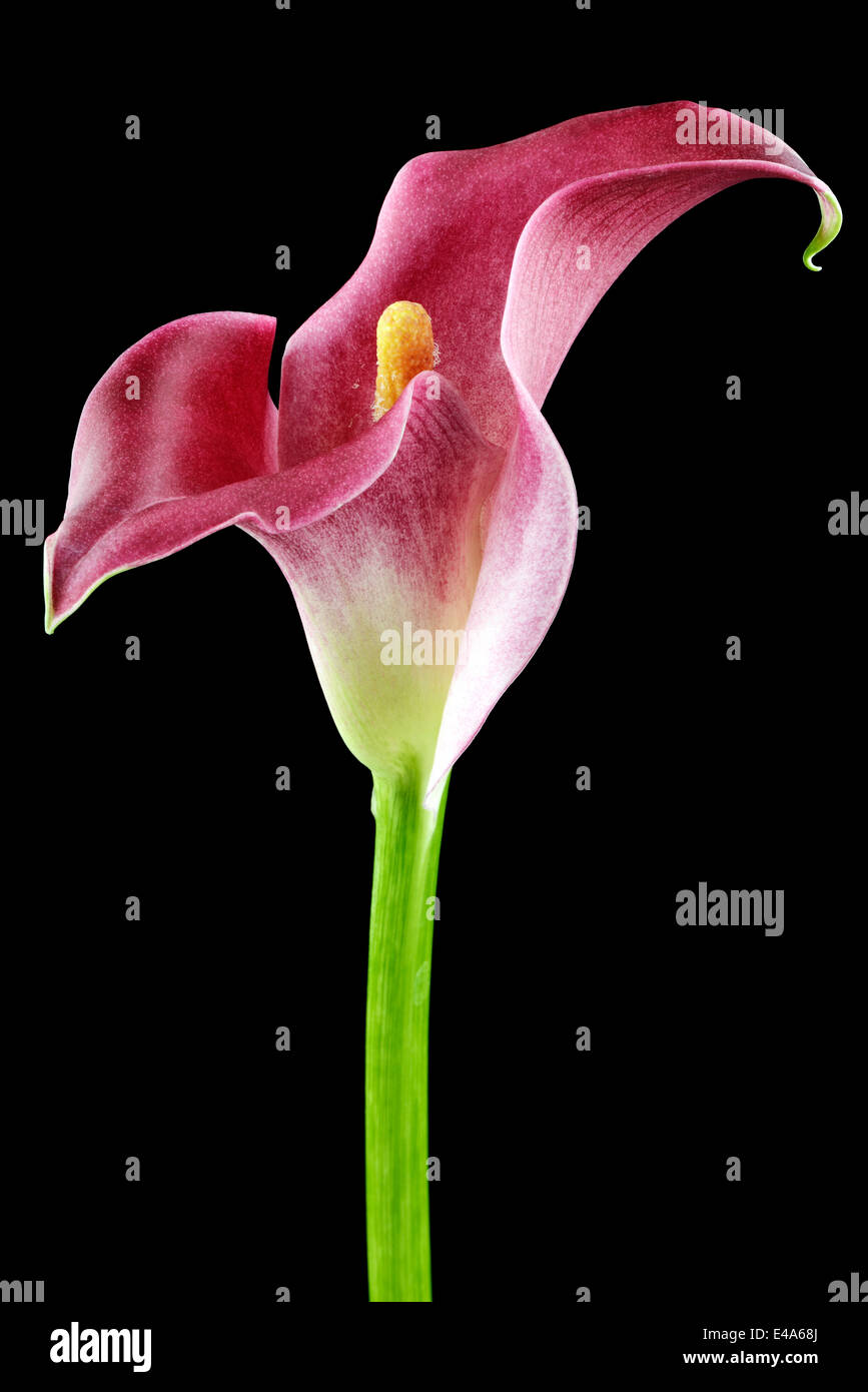 Red calla lily, Araceae, in front of black background Stock Photo - Alamy