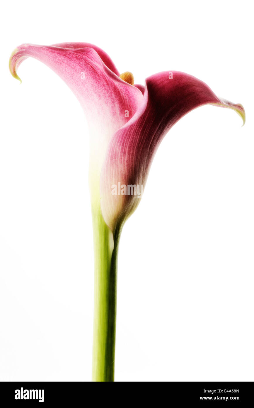 Red calla lily, Araceae, in front of white background Stock Photo - Alamy