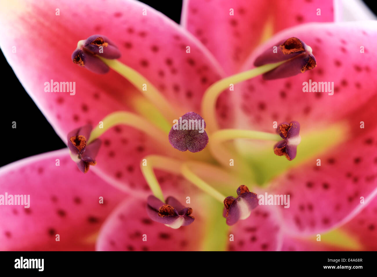 Pistil and stamen of patterned pink lily, Lilium, close-up Stock Photo - Alamy