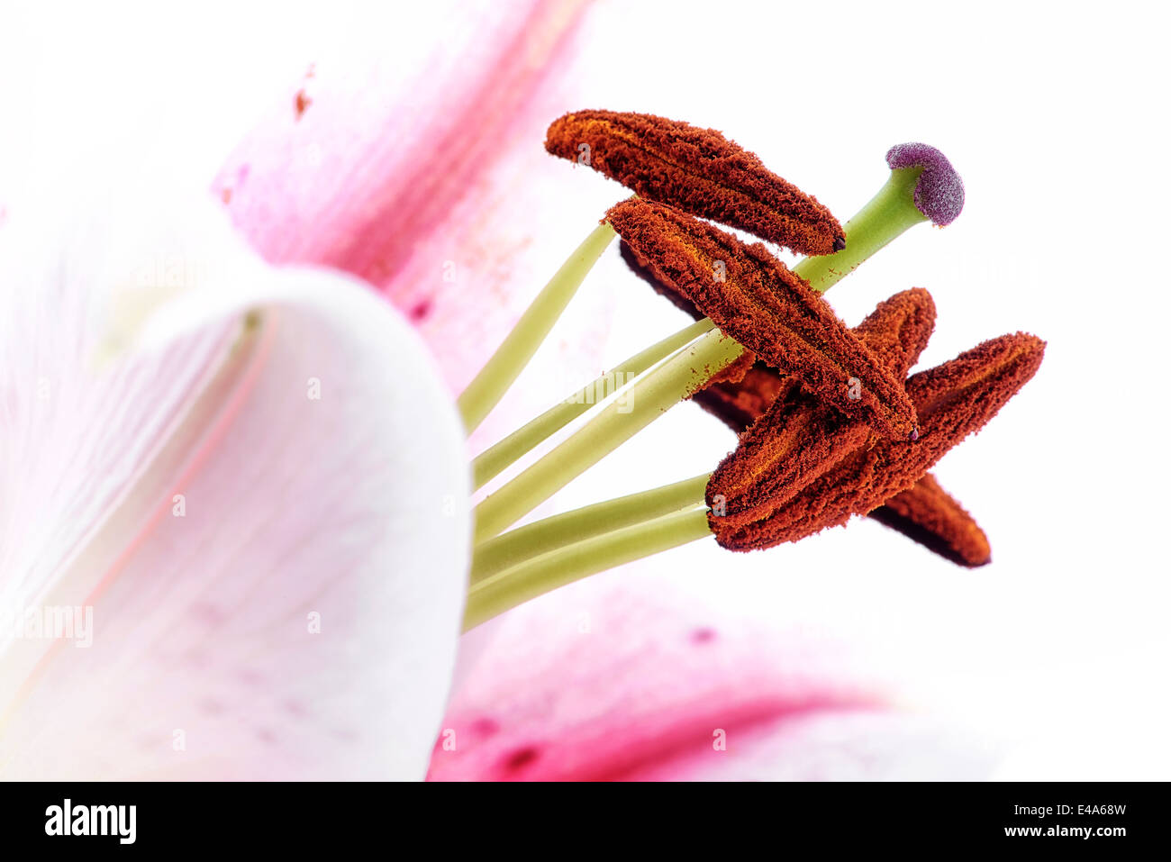 Stamen of pink white lily, Lilium, close-up Stock Photo - Alamy