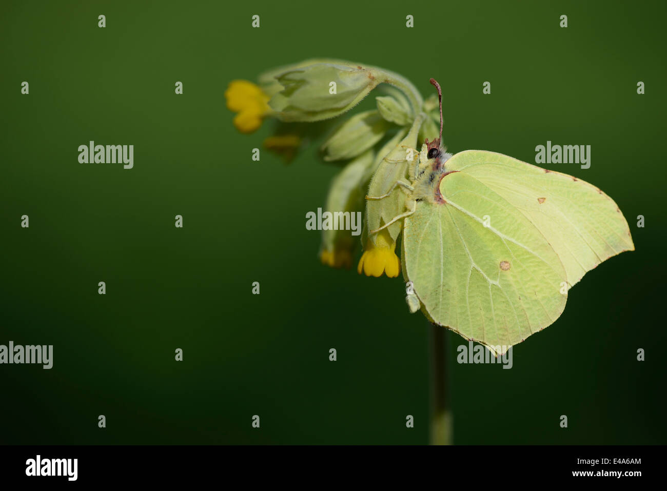 Brimstone image hi-res stock photography and images - Alamy