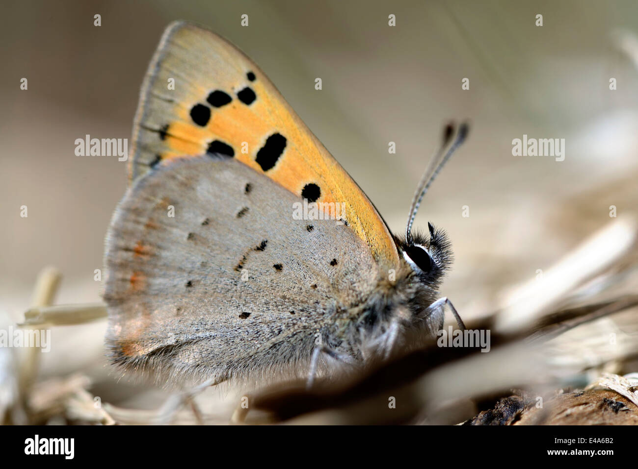 Germany, Small copper butterfly, Lycaena phlaea, sitting on plant Stock ...