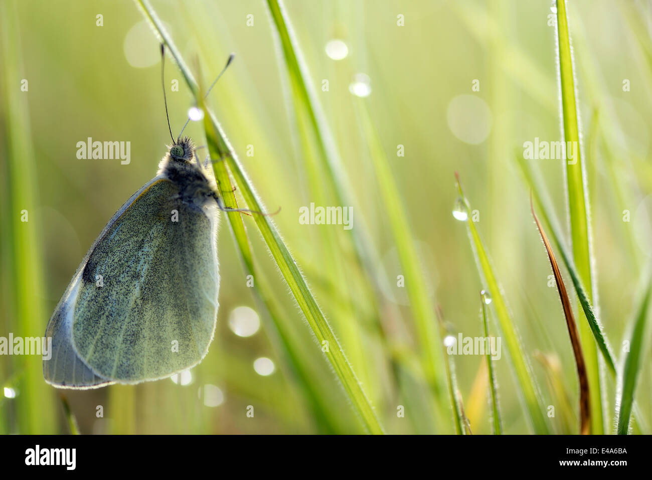 Germany, Large cabbage white butterfly, Pieris brassicae Stock Photo ...