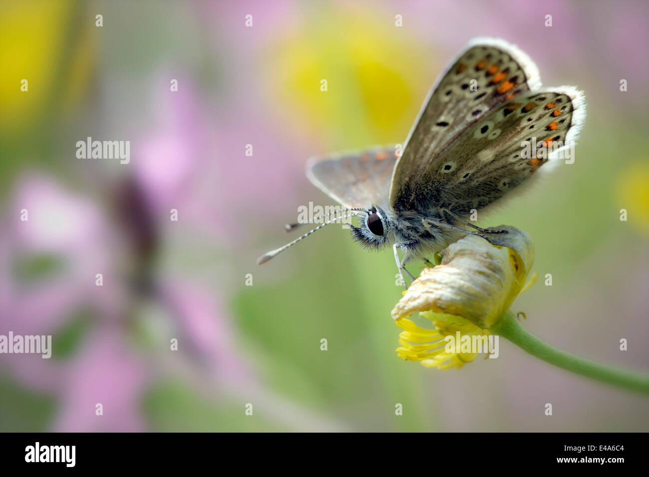 Germany, Brown argus butterfly, Aricia agestis, sitting on plant Stock ...