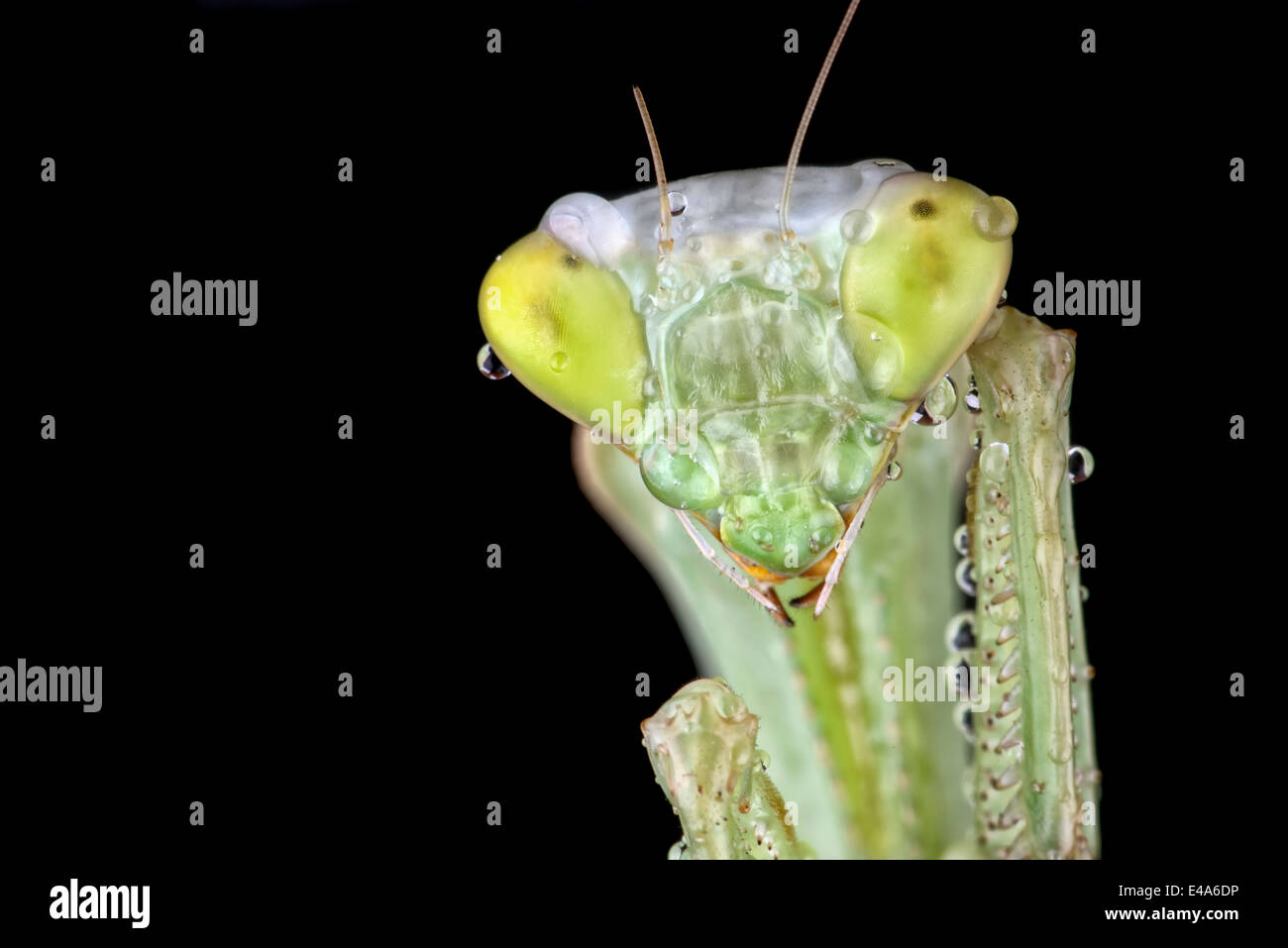 Face of giant Asian mantis, Hierodula Membranacea, in front of black ...