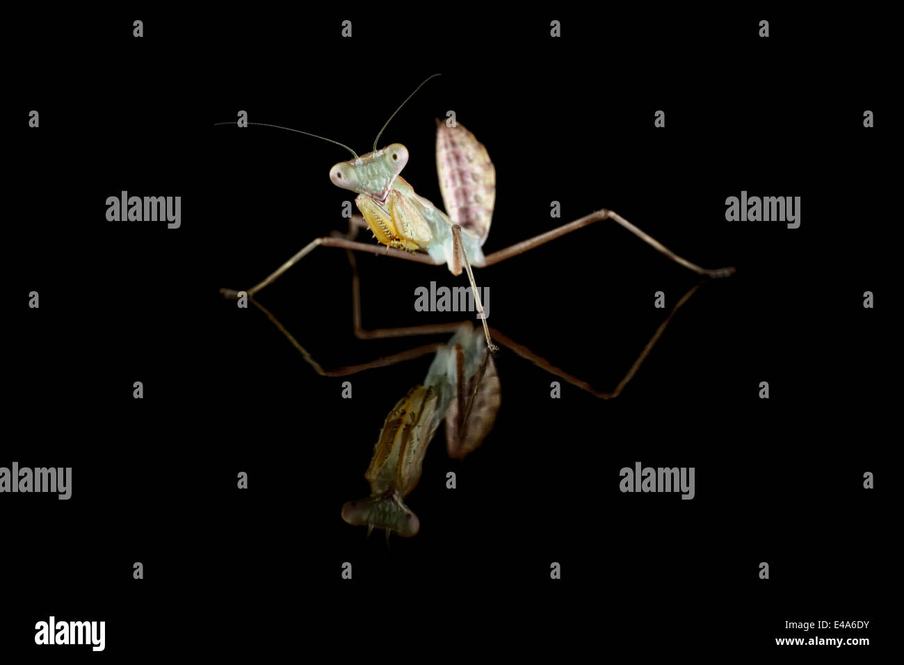 Giant Asian mantis, Hierodula Membranacea, in front of black background ...