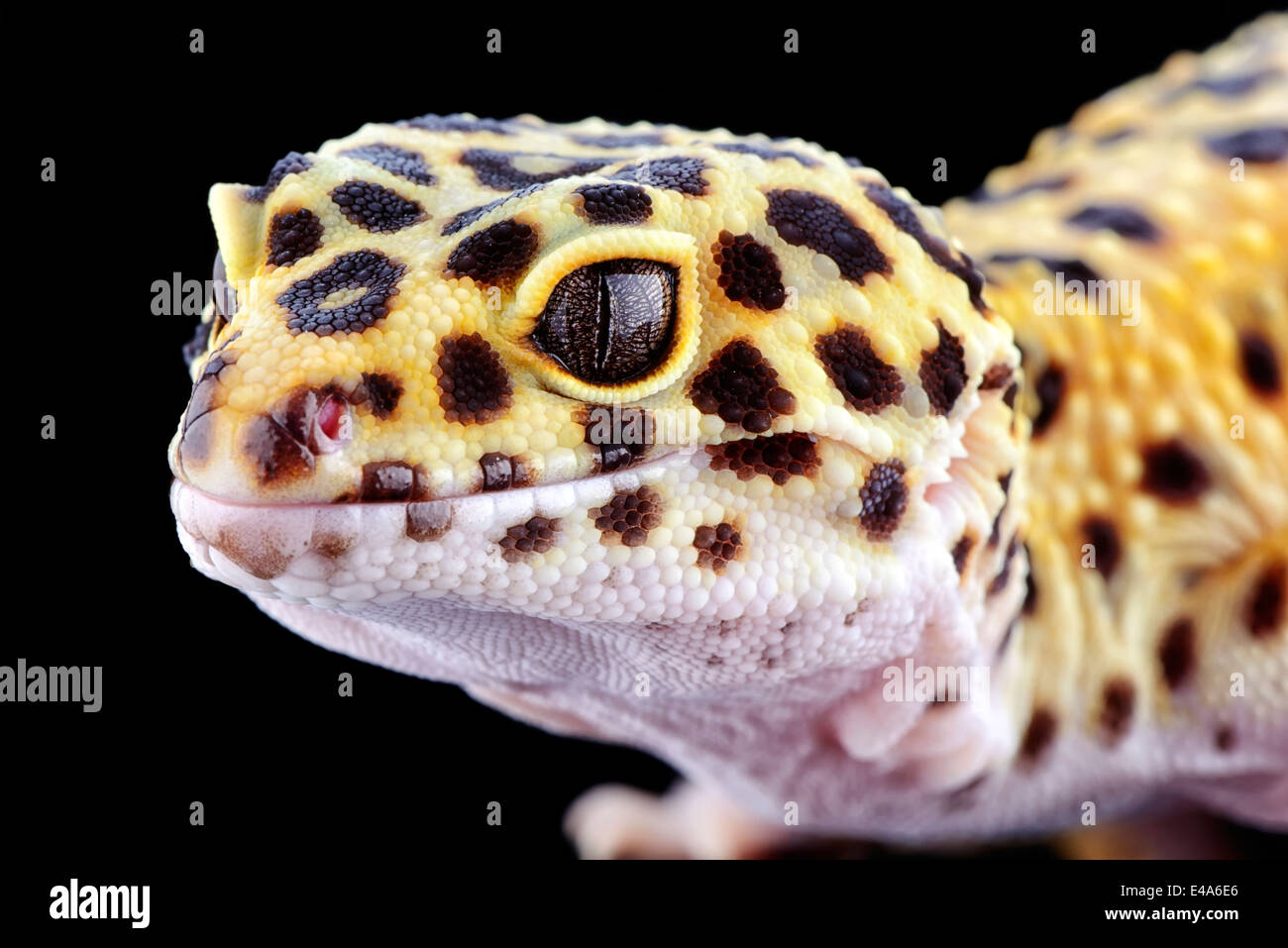 Head of leopard gecko, Eublepharis macularius, in front of black ...