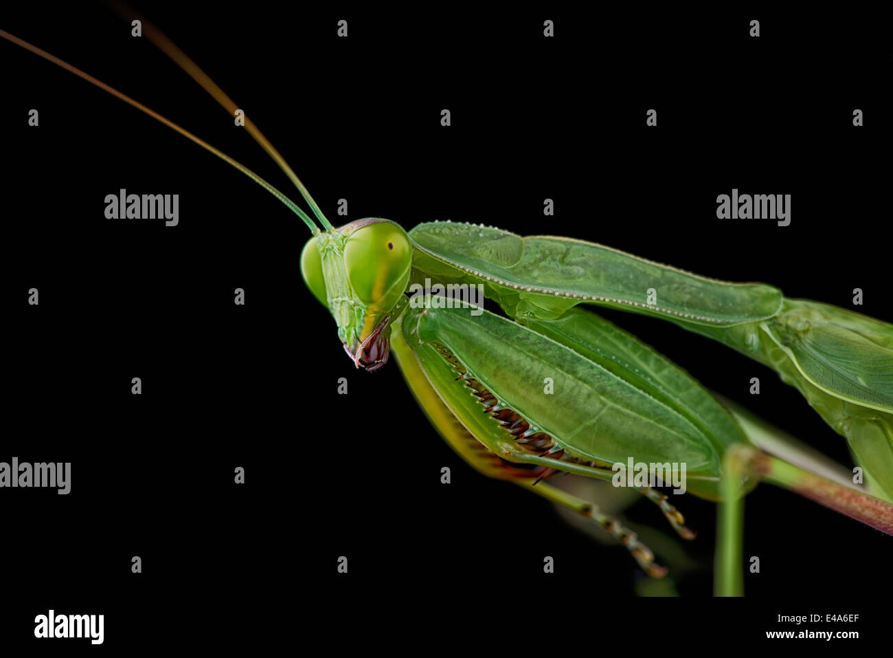 Giant Asian mantis, Hierodula Membranacea, in front of black background ...