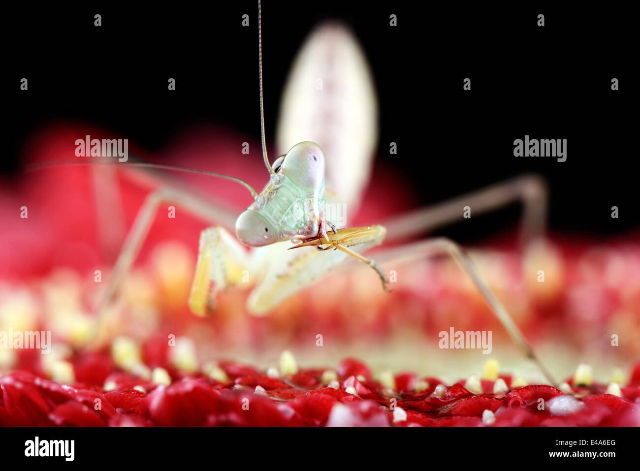 Giant Asian mantis, Hierodula Membranacea, on red blossom in front of ...