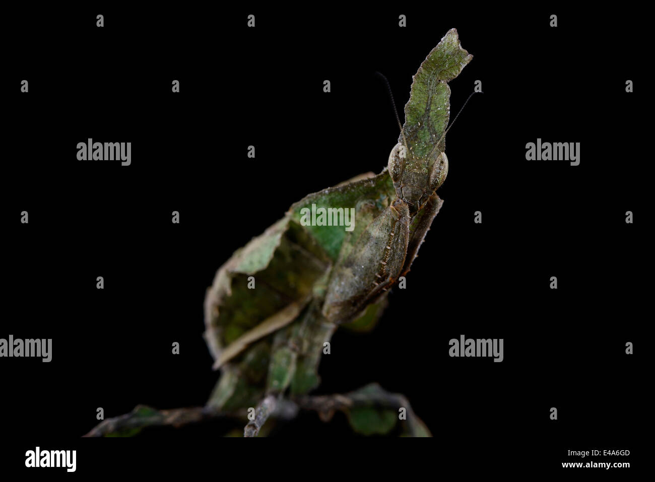 Ghost Mantis, Phyllocrania paradoxa, in front of black background Stock ...