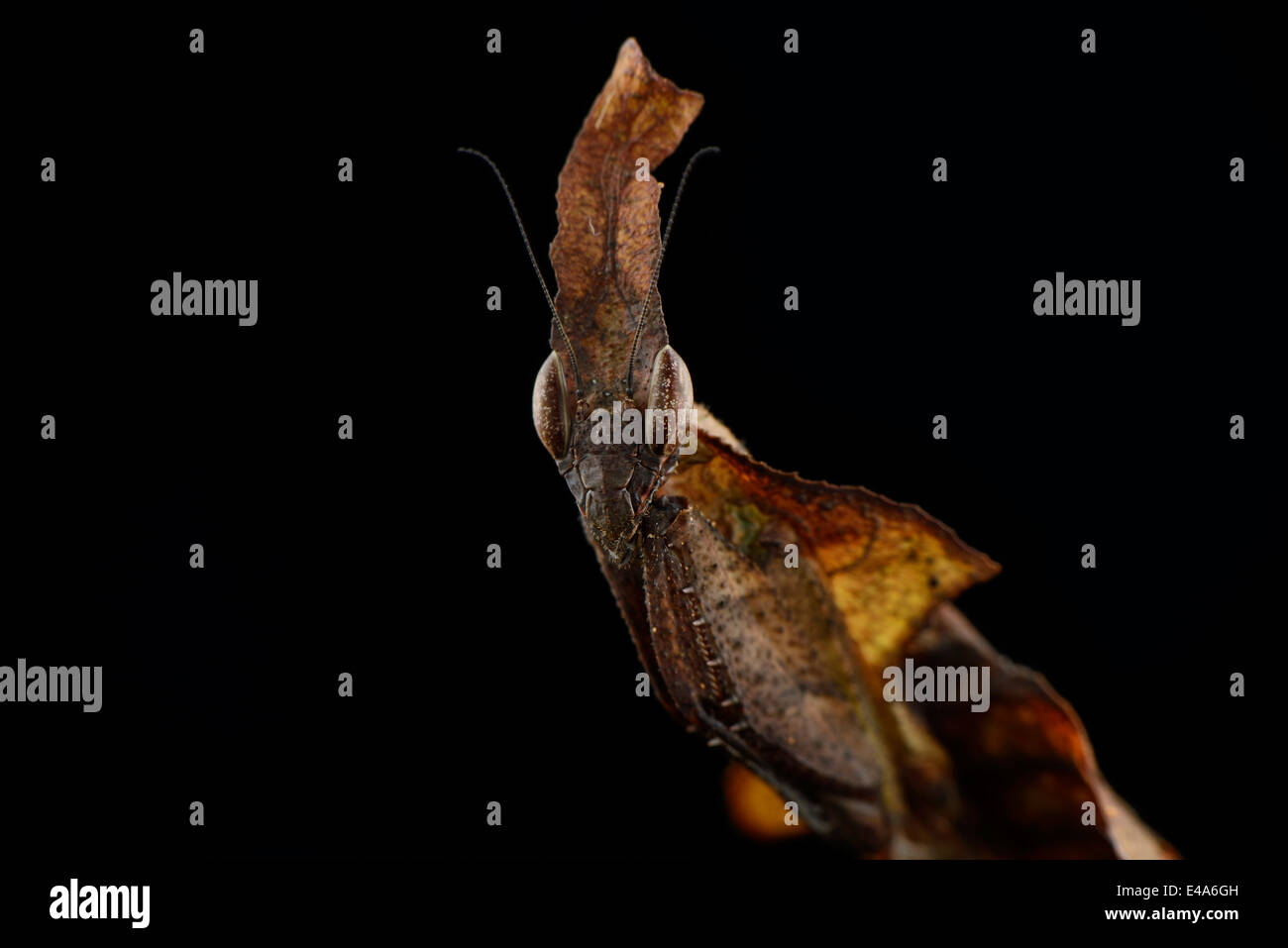 Ghost Mantis, Phyllocrania paradoxa, in front of black background Stock ...