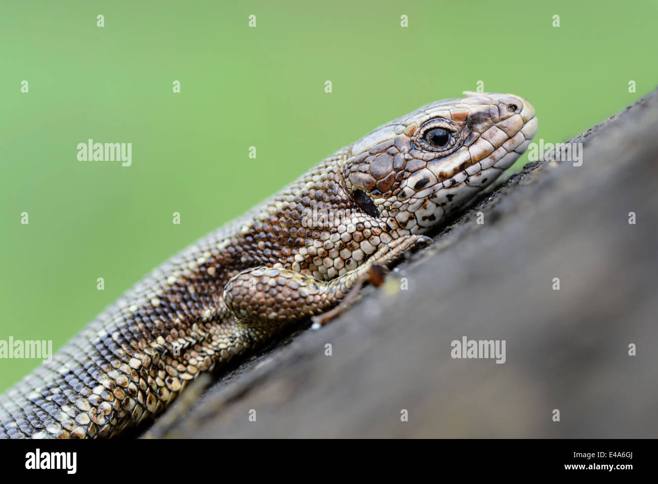 Common lizard, Zootoca vivipara Stock Photo - Alamy