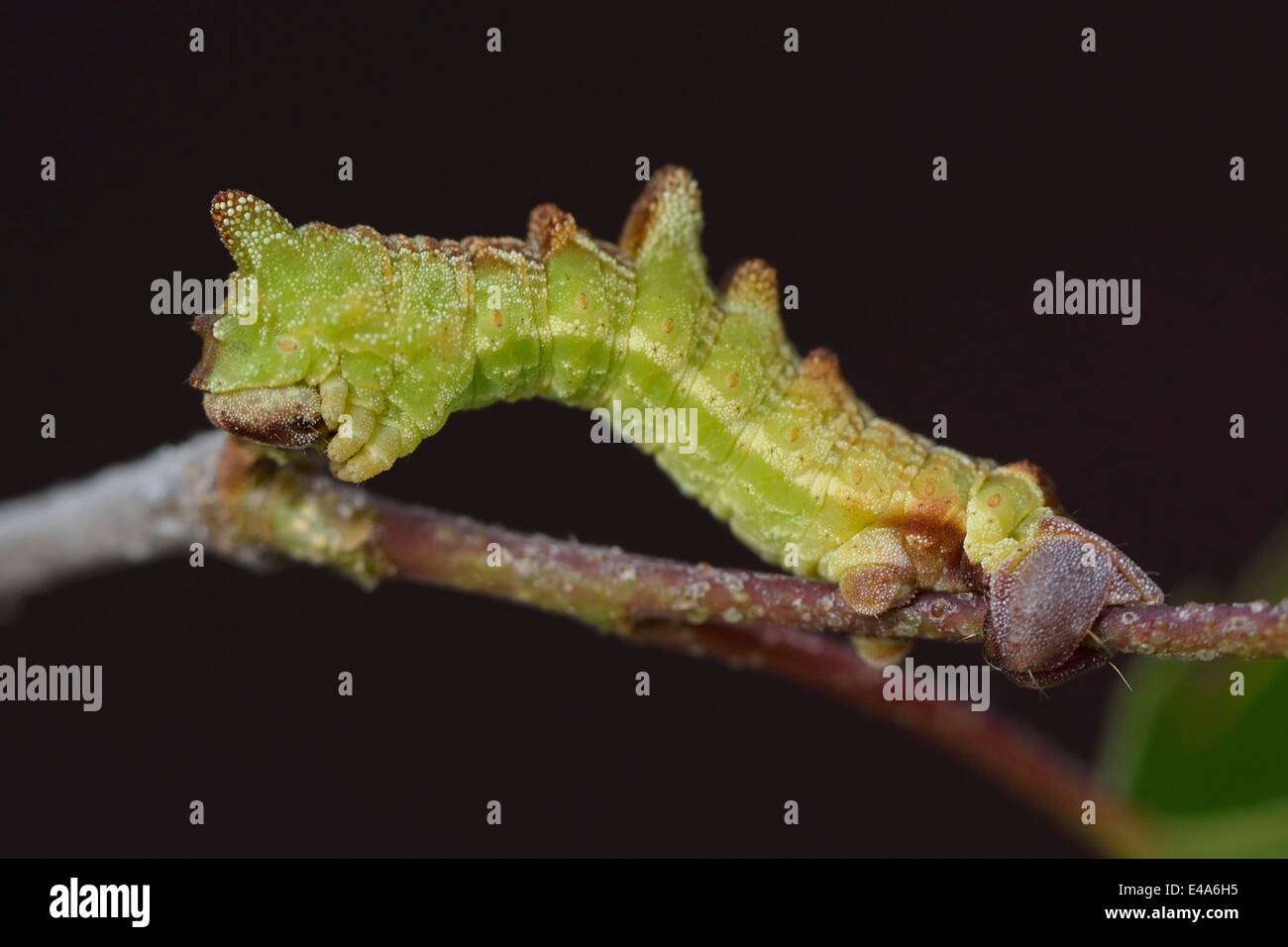 Inchworm, Geometra papilionaria, on twig in front of dark background ...