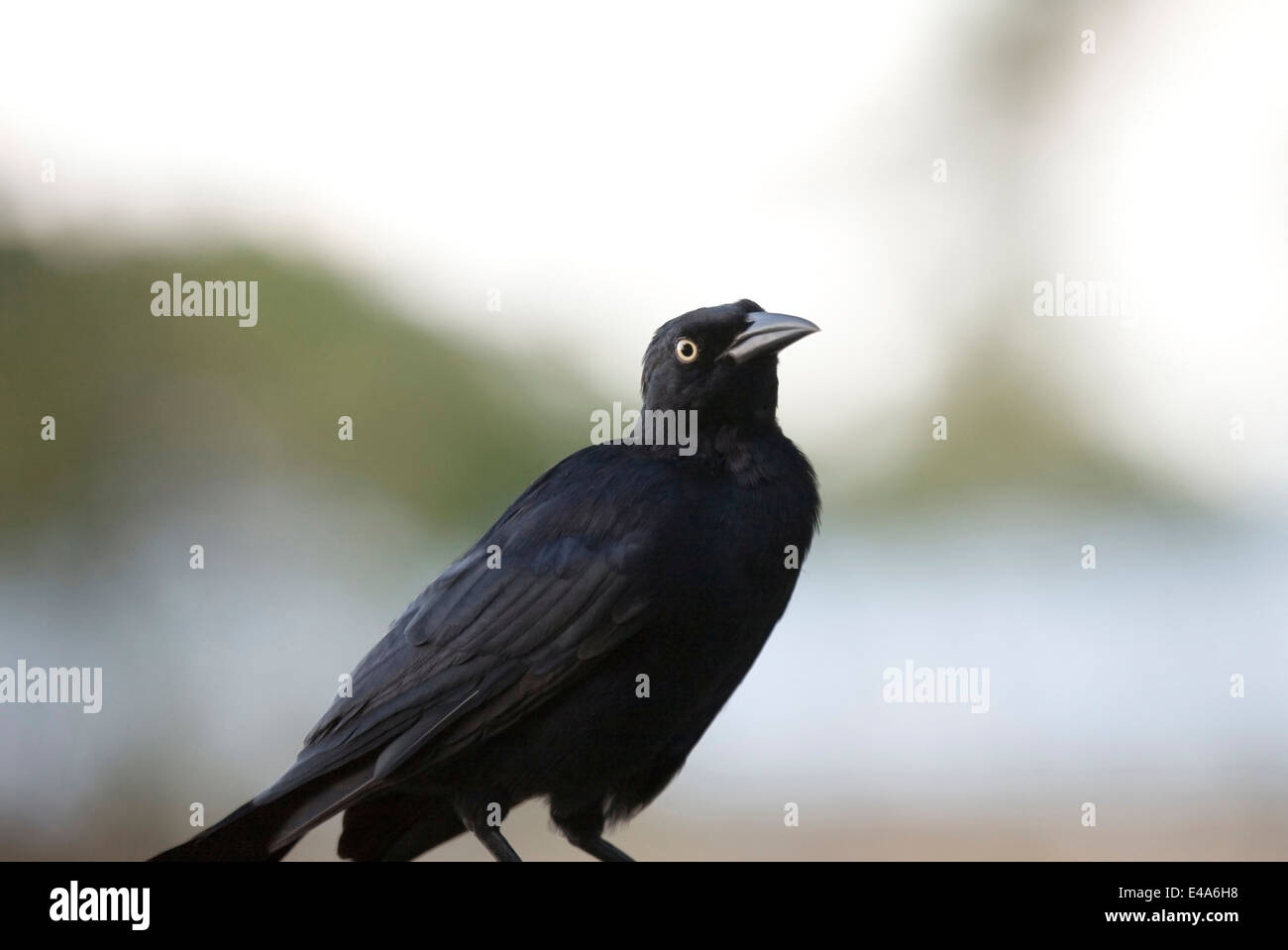 Chinchilin hi-res stock photography and images - Alamy