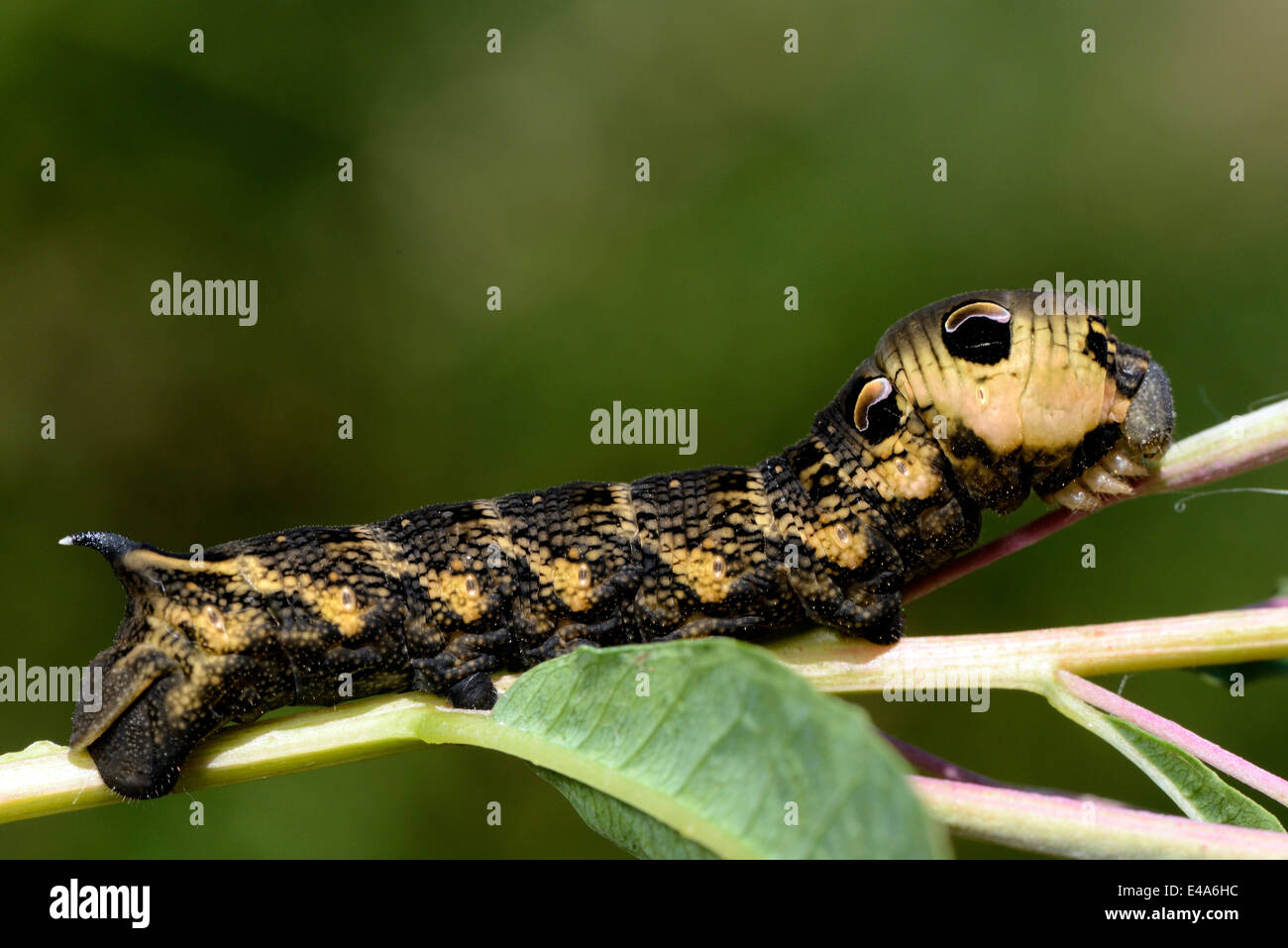 Grub of elephant hawk-moth, Deilephila elpenor, on a twig Stock Photo ...