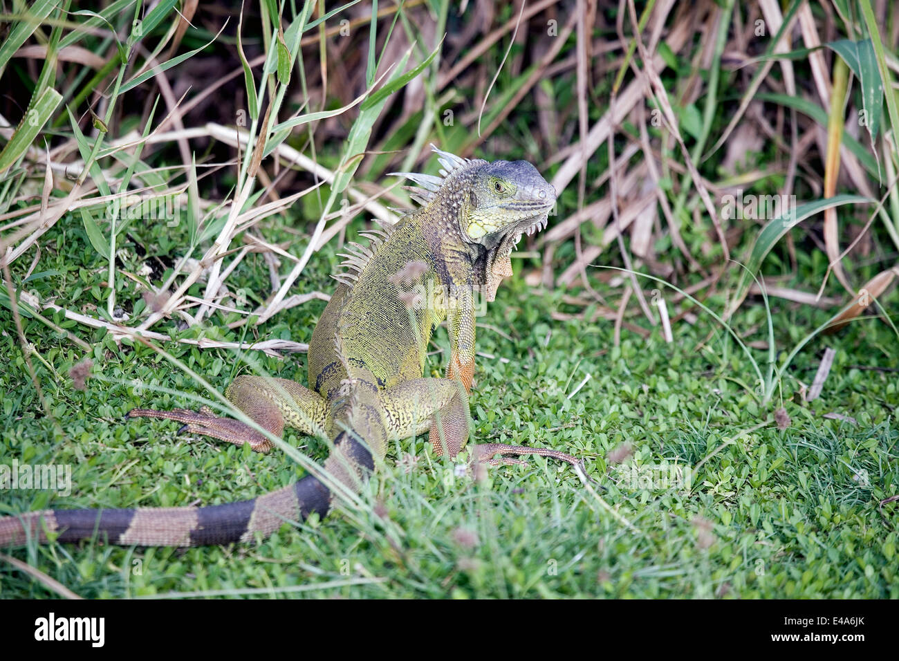 Green Iguana or Common Iguana is a large, arboreal herbivorous lizard ...