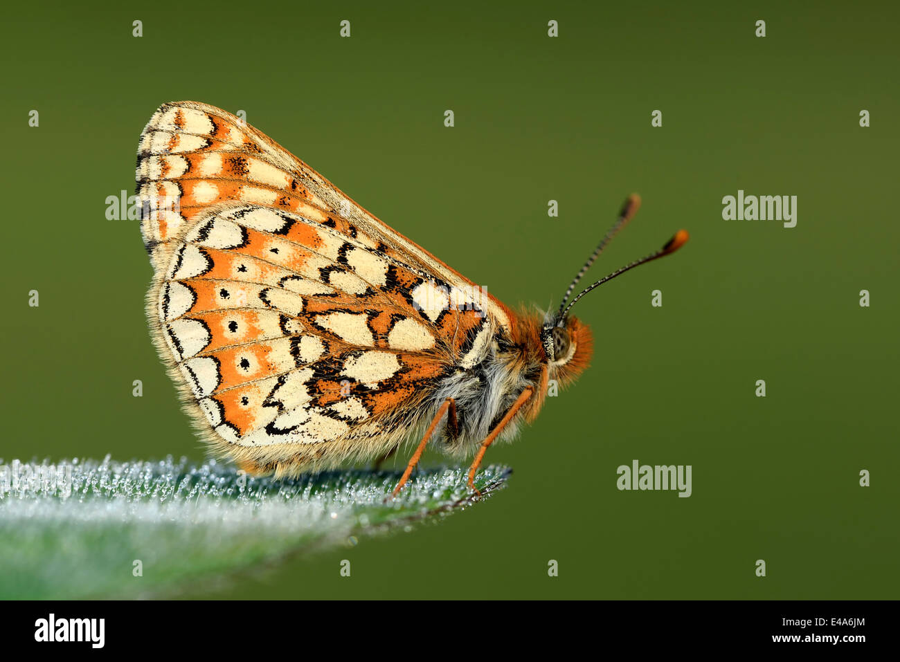 England, Marsh Fritillary, Euphydryas aurinia Stock Photo - Alamy