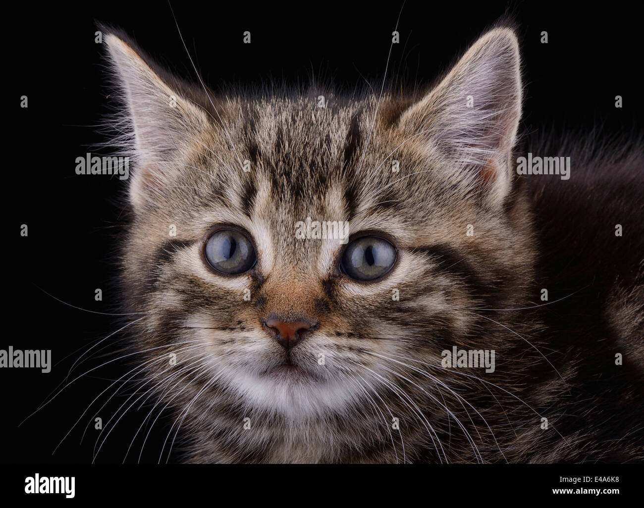 Portrait of tabby cat in front of black background Stock Photo - Alamy