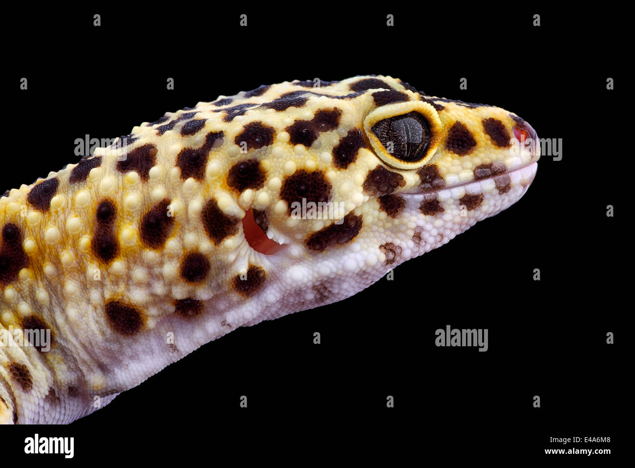 Head of leopard gecko, Eublepharis macularius, in front of black ...