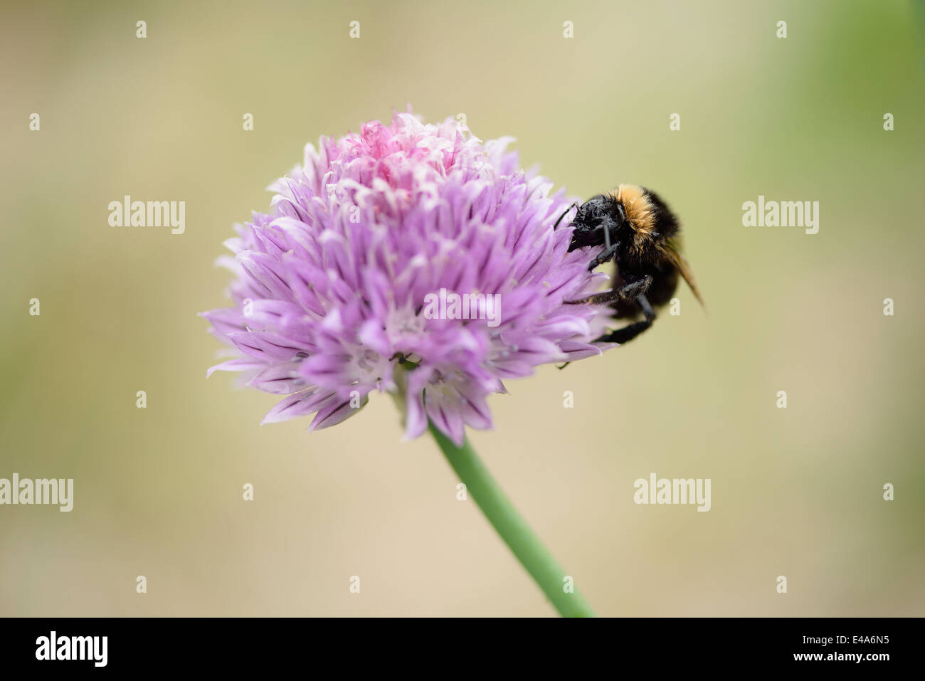 Bumble bee side view hi-res stock photography and images - Alamy