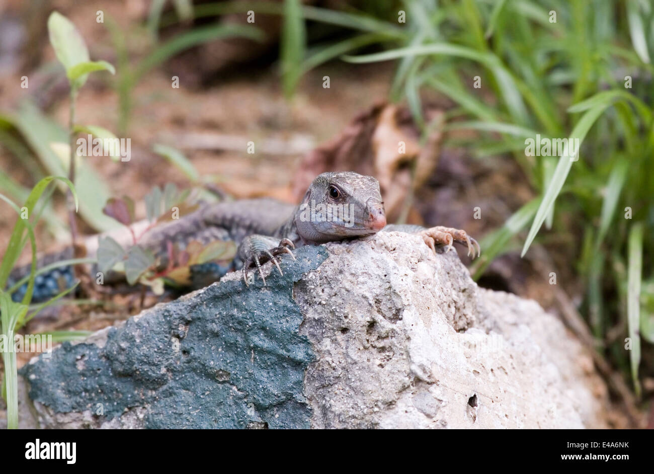 Ameiva, commonly called jungle-runners, is a whiptail lizard. Family of ...