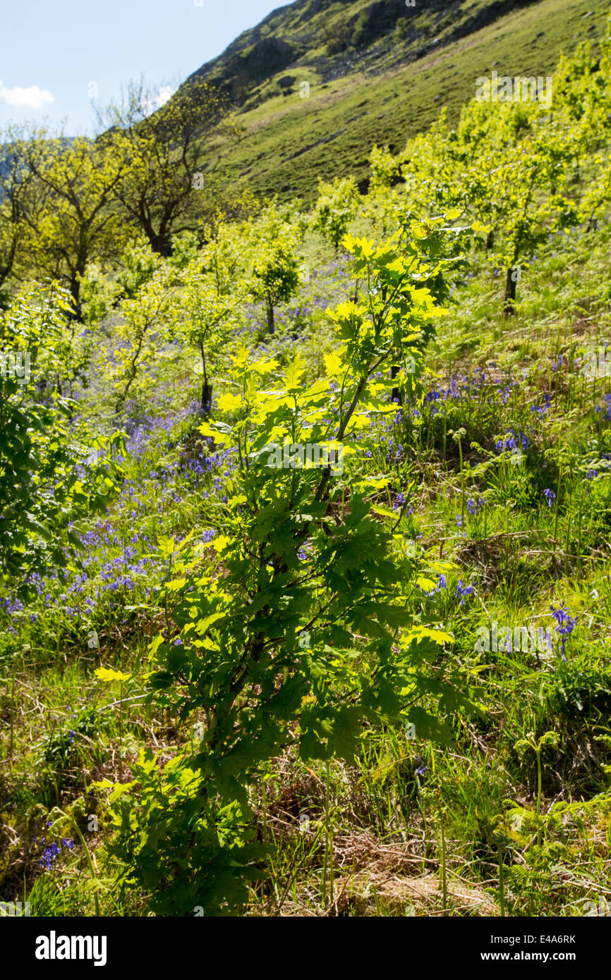 Tree Planting Haweswater Lake District High Resolution Stock ...