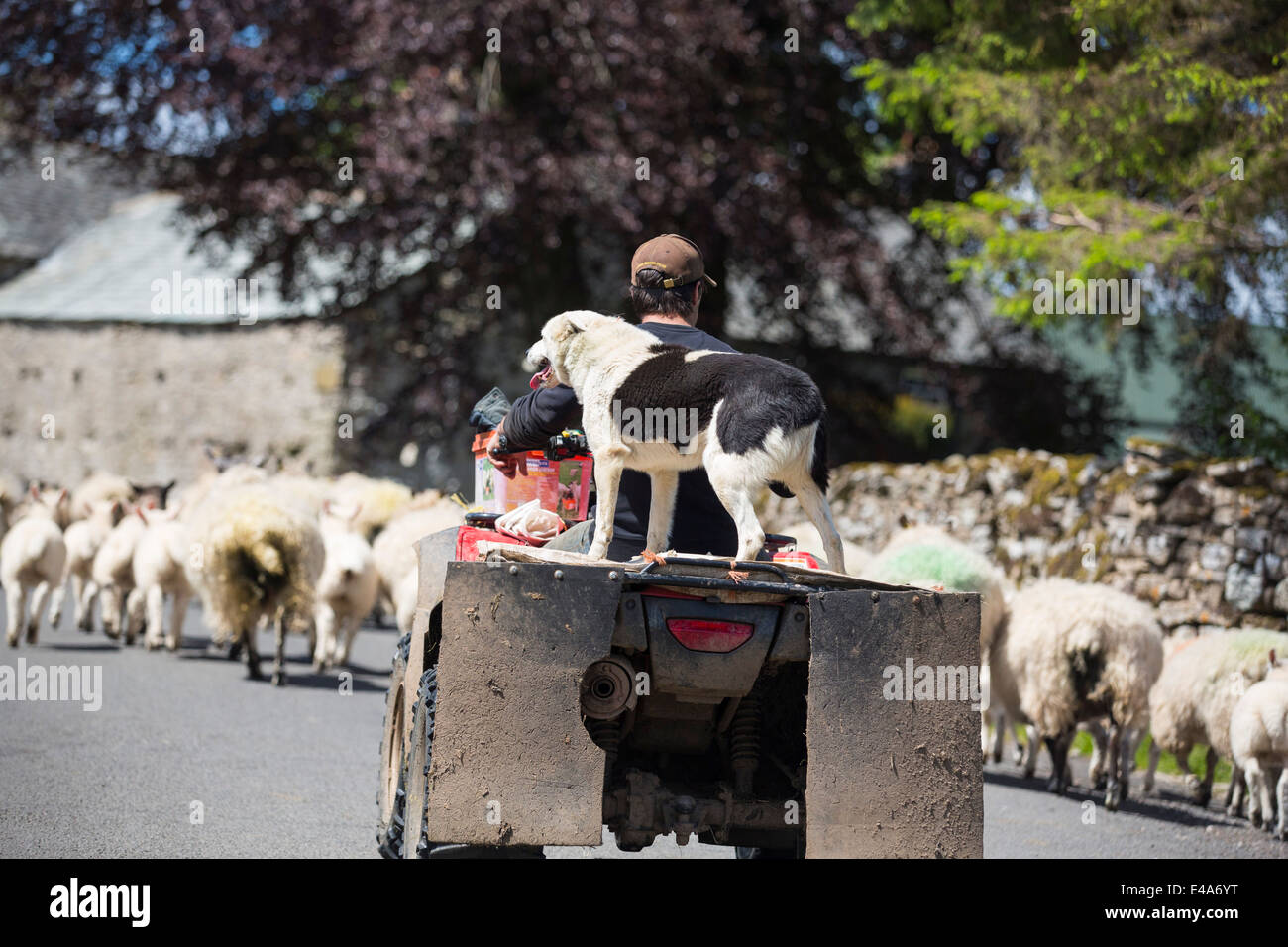 A farmer droving sheep from a quad bike near Haweswater, Lake District ...
