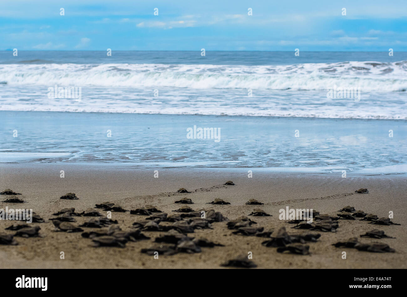 Protection of Caguama sea turtle at Bahia Solano, Utria National Park ...