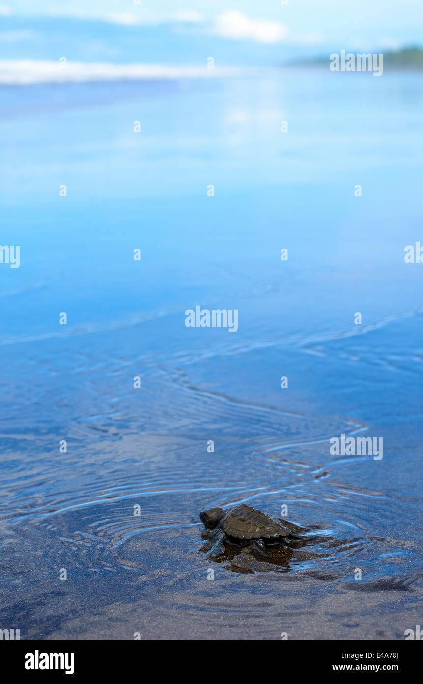 Caguama High Resolution Stock Photography and Images - Alamy