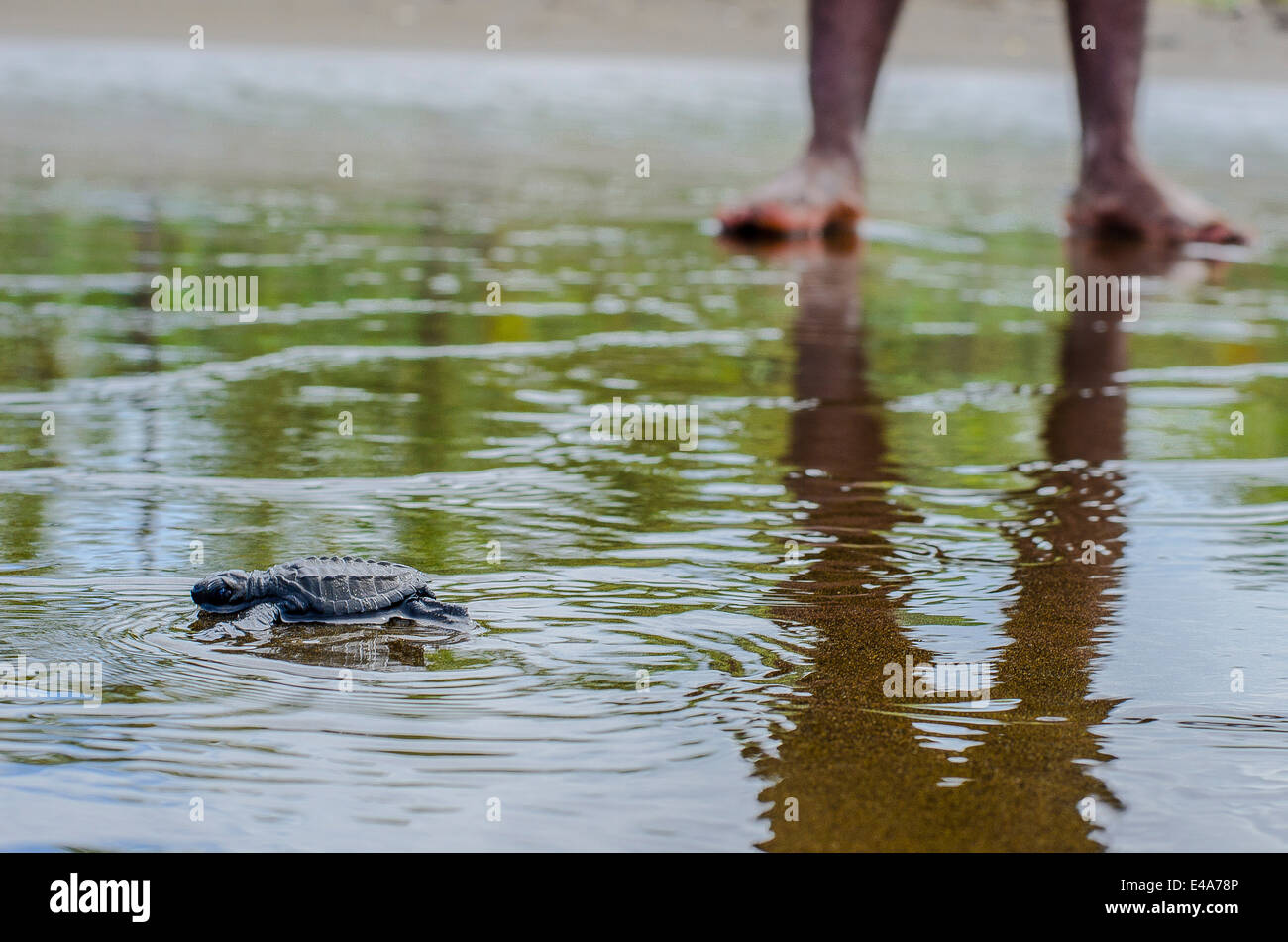 Protection of Caguama sea turtle at Bahia Solano, Utria National Park ...