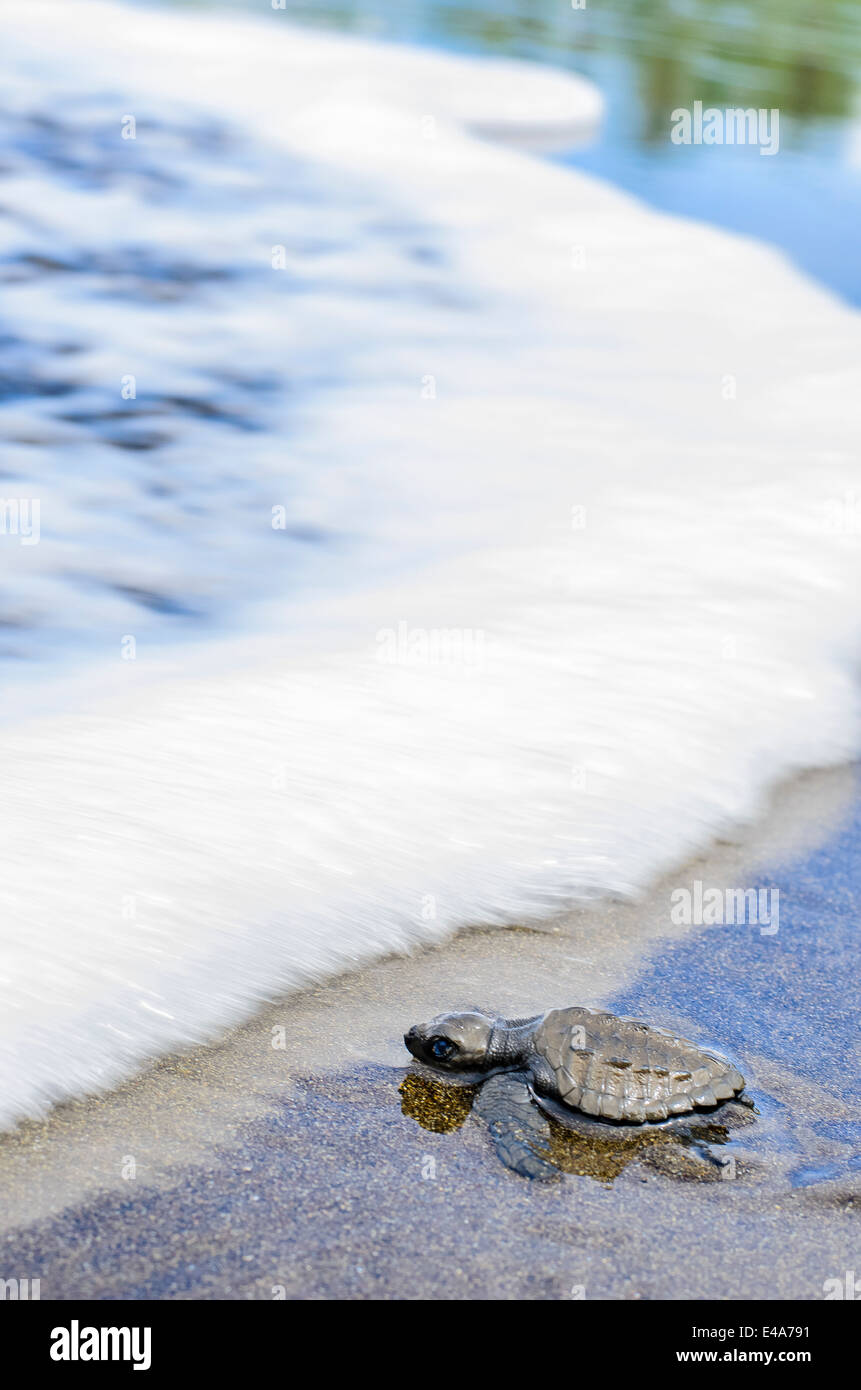 Protection of Caguama sea turtle at Bahia Solano, Utria National Park ...