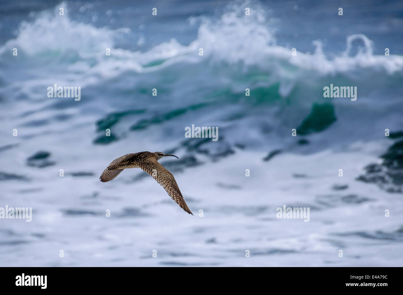 Eurasian curlew migratory bird flying over the ocean waves at Bahia ...