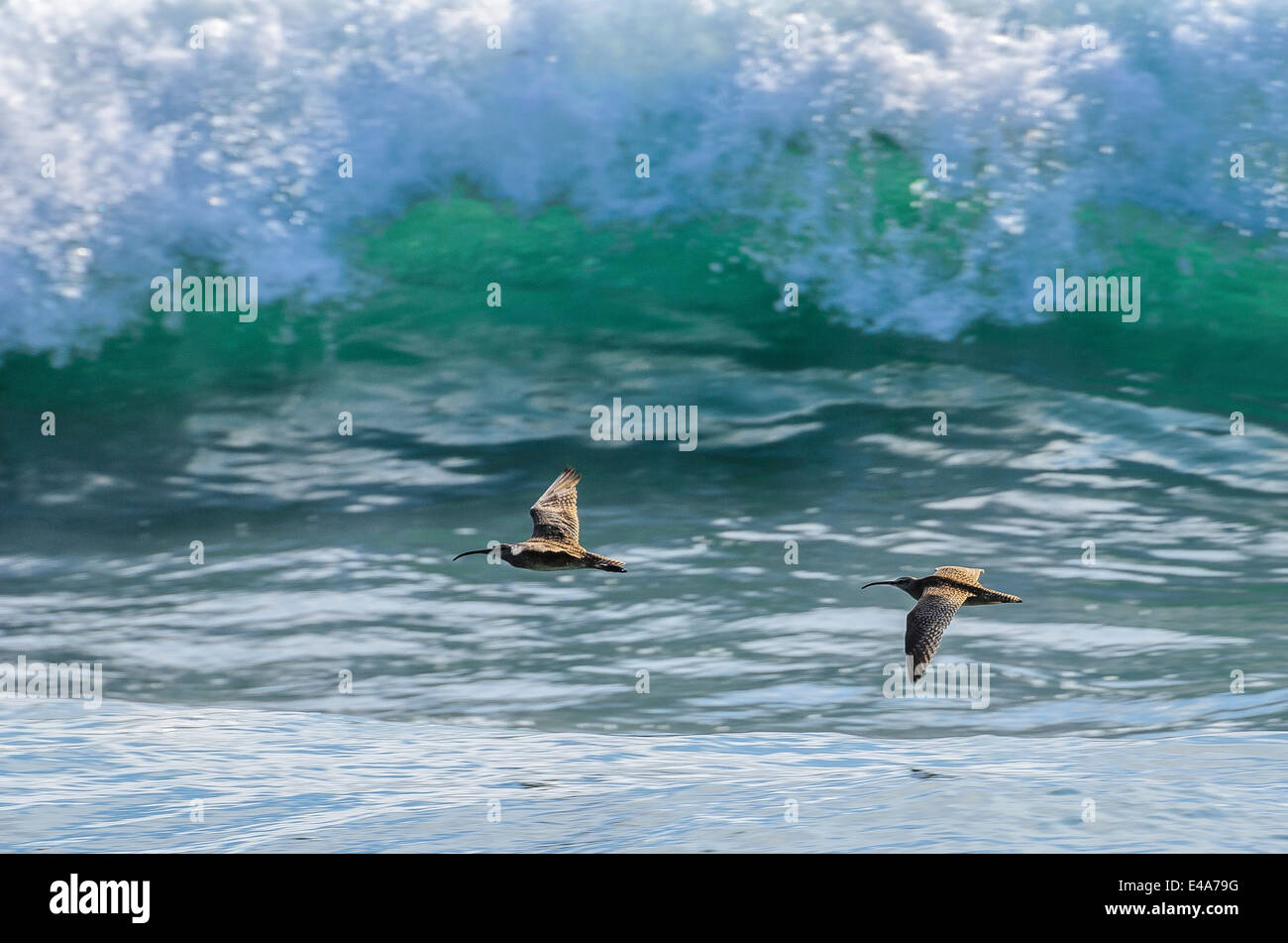 Eurasian curlew migratory bird flying over the ocean waves at Bahia ...