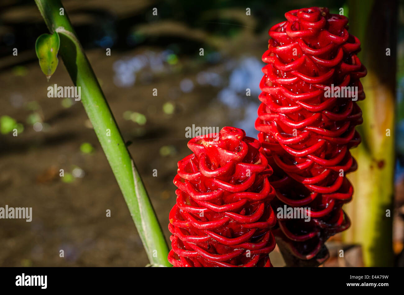 True ginger flower in the Utria National Park Stock Photo - Alamy