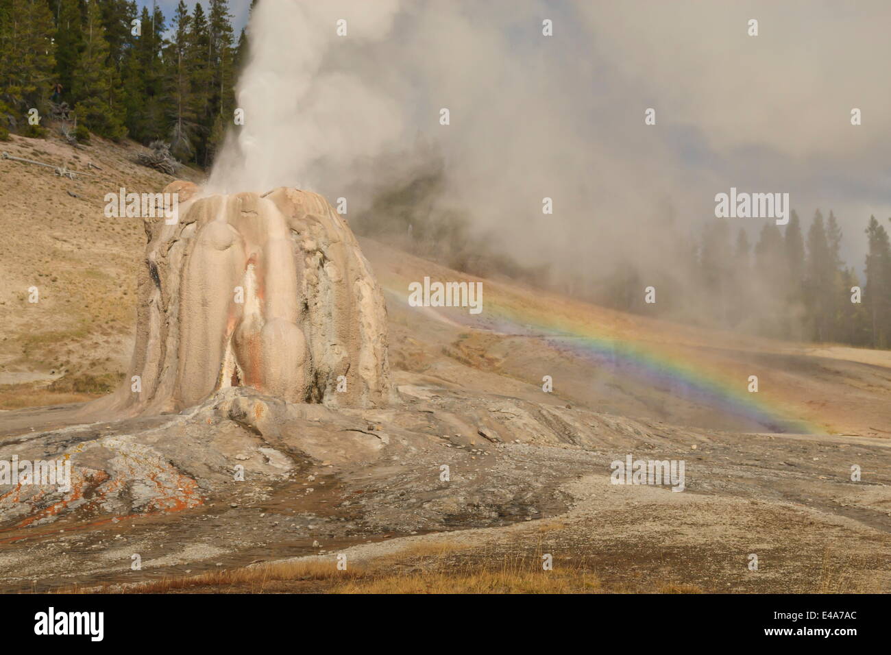 Lone Star Geyser erupts and creates rainbow, Yellowstone National Park ...