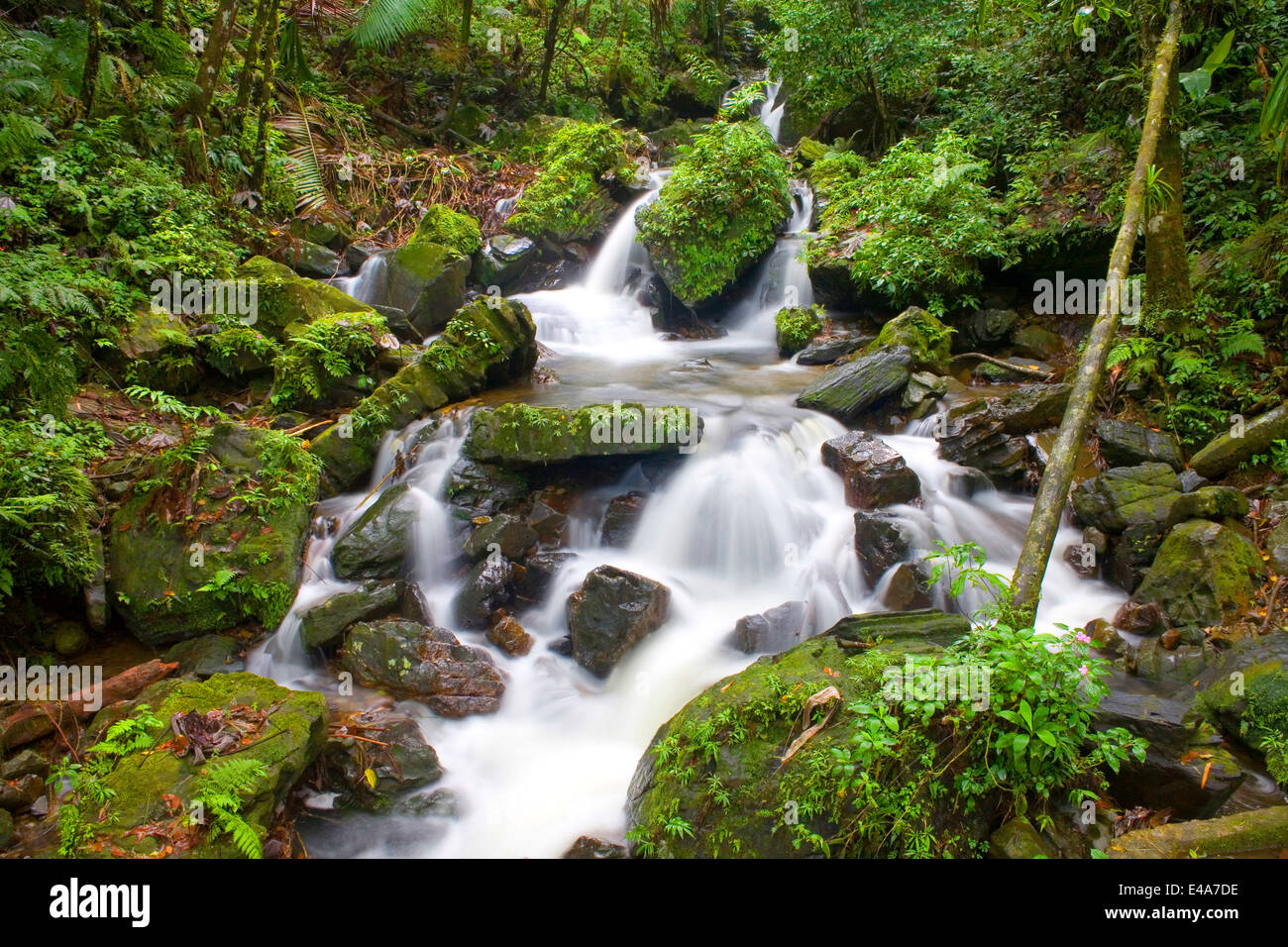El Yunque river stream Puerto Rico Stock Photo - Alamy
