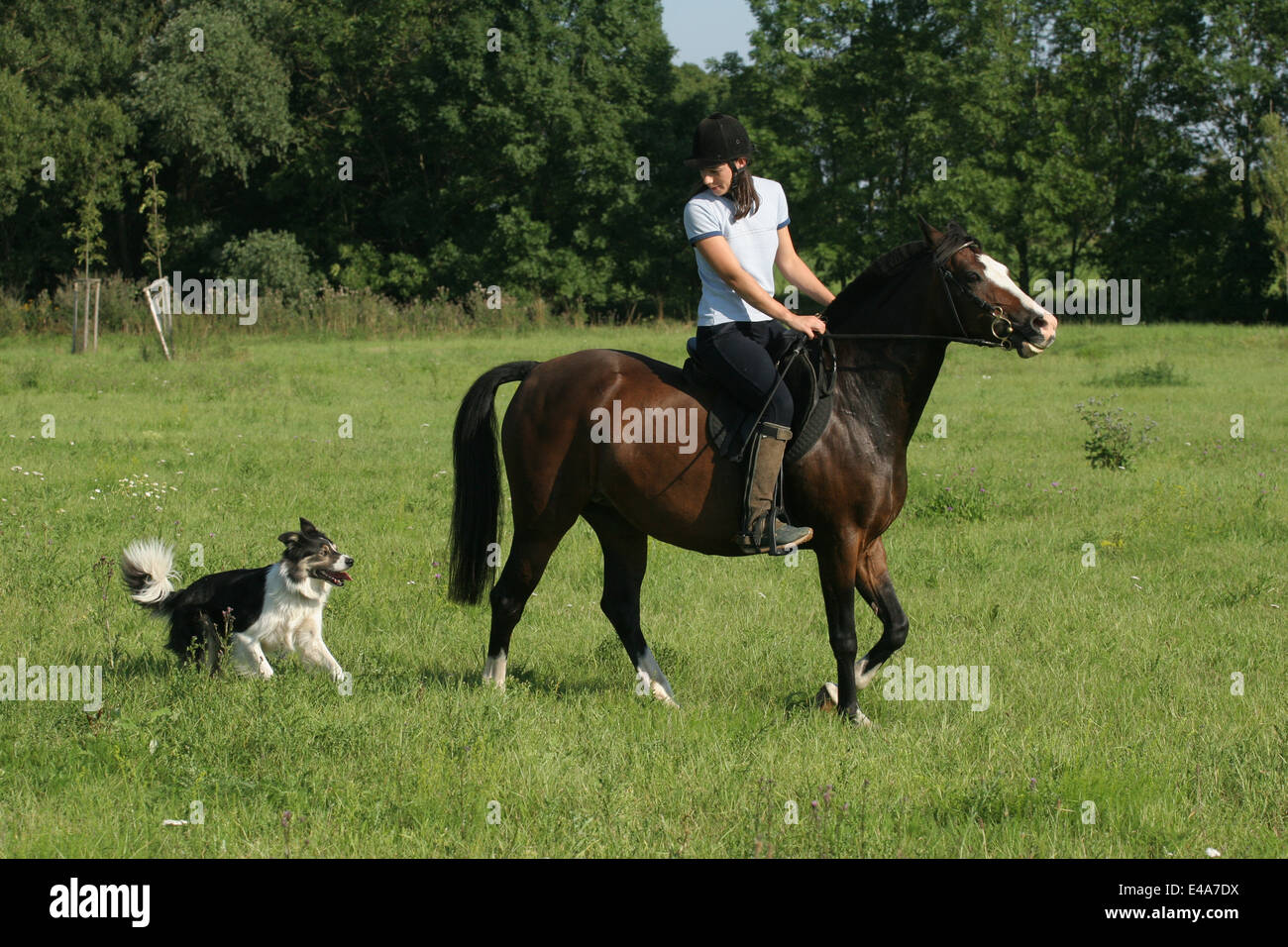 Dog horse running hi-res stock photography and images - Alamy