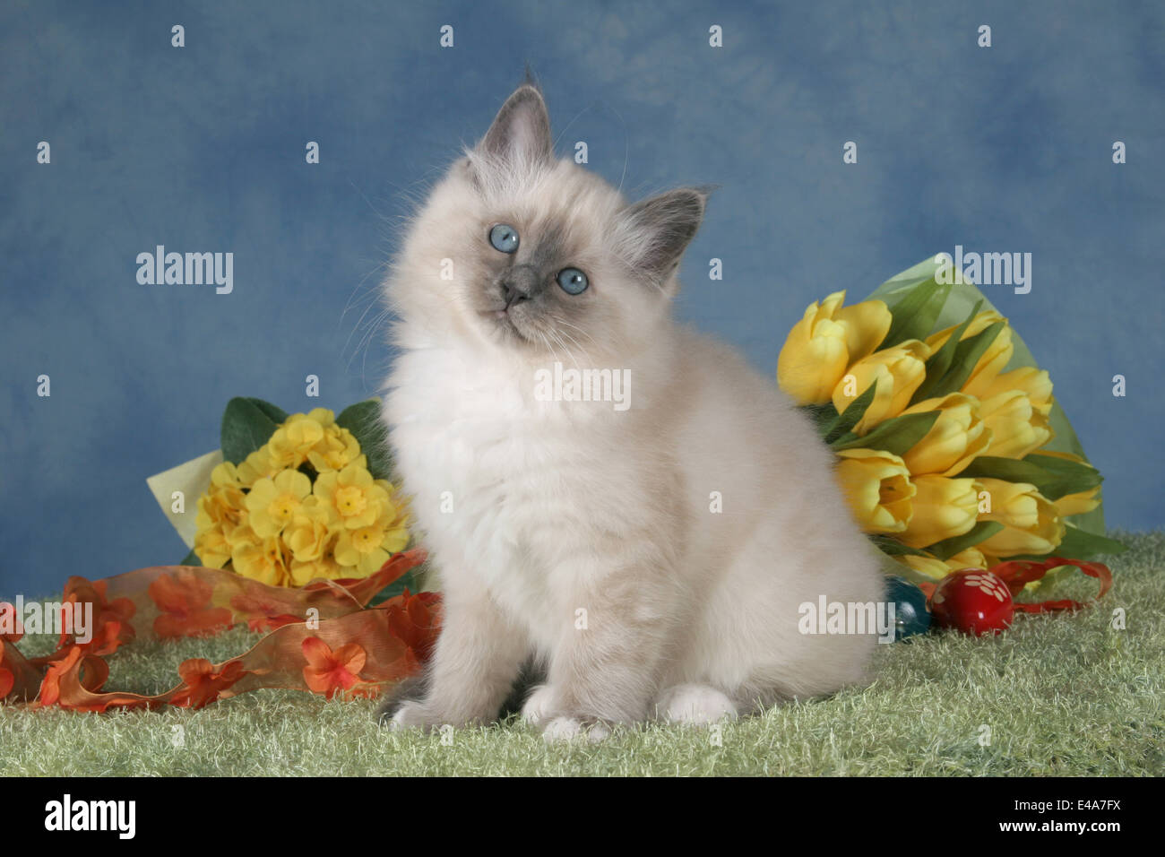 Sacred Birman kitten Stock Photo - Alamy