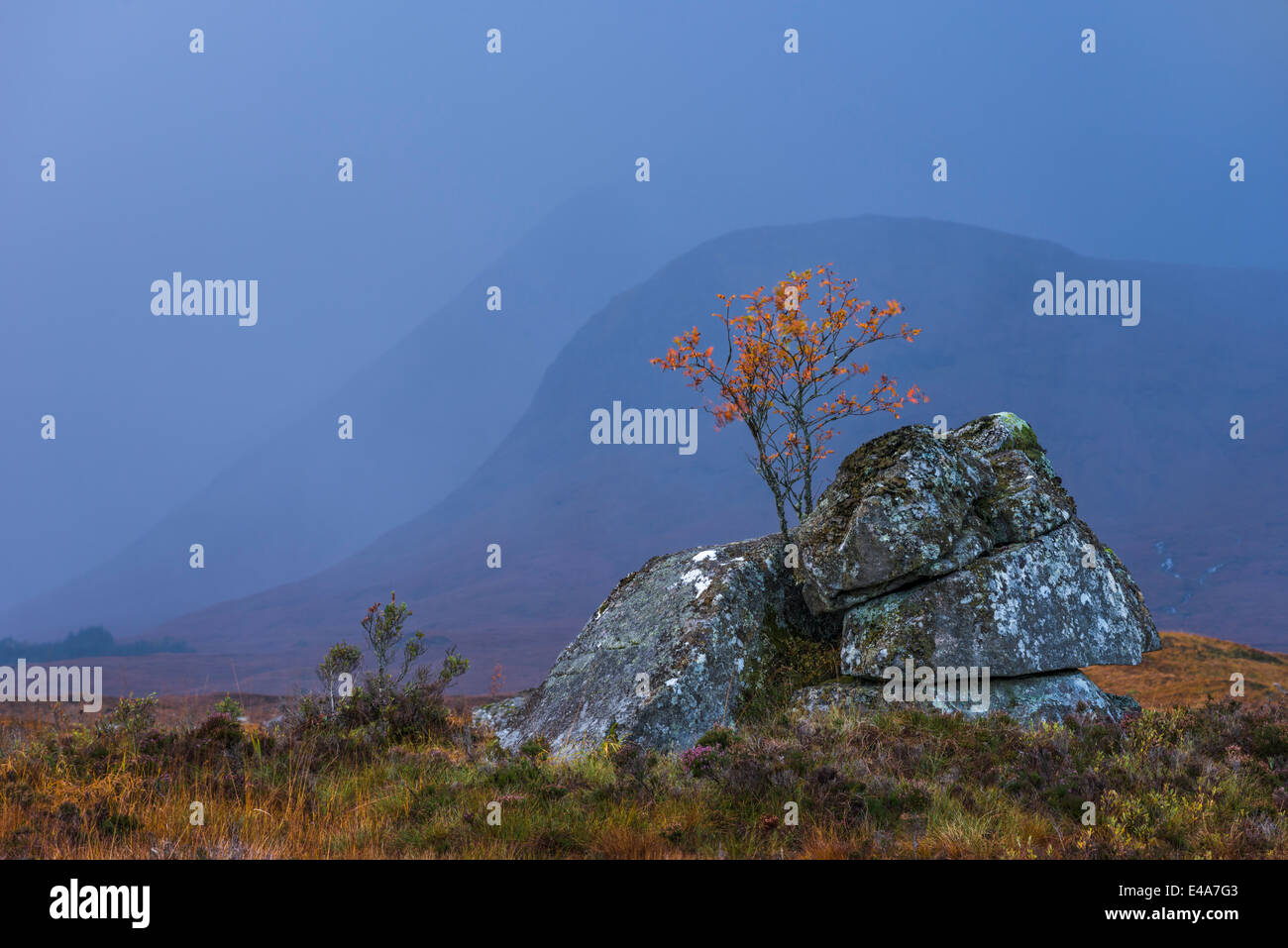Tree for life scotland hi-res stock photography and images - Alamy