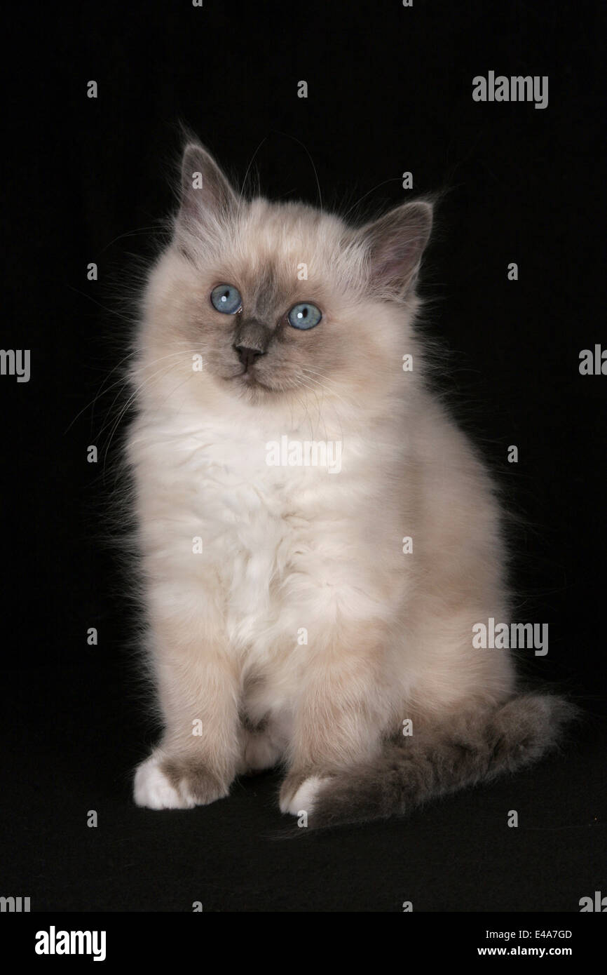 Sacred Birman kitten Stock Photo - Alamy