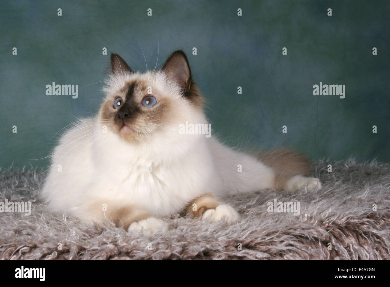 Sacred birman hi-res stock photography and images - Alamy