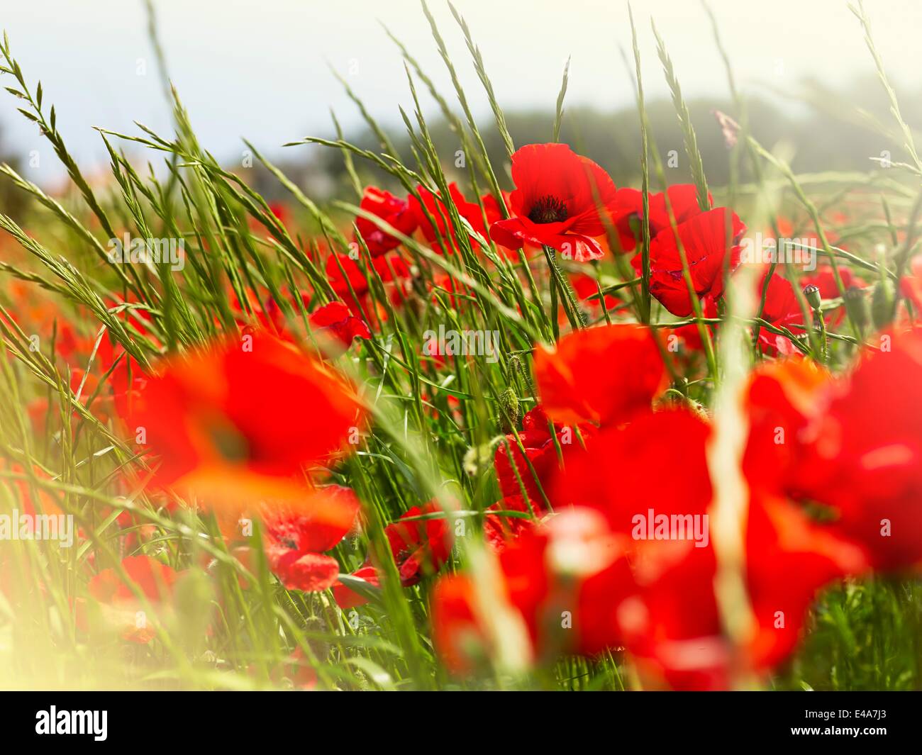 Poppy field, Figueres, Girona, Catalonia, Spain, Europe Stock Photo - Alamy