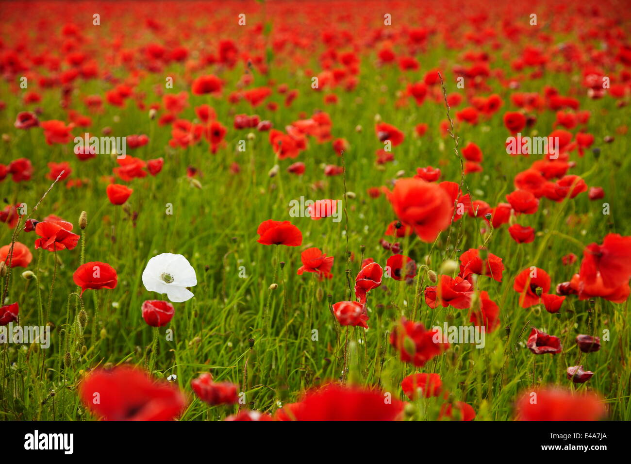 Poppy field, Newark, Nottinghamshire, England, United Kingdom, Europe ...