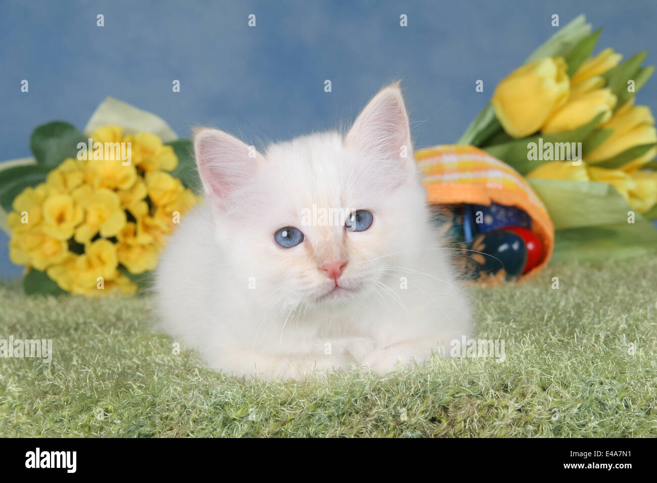 Sacred Birman kitten Stock Photo - Alamy
