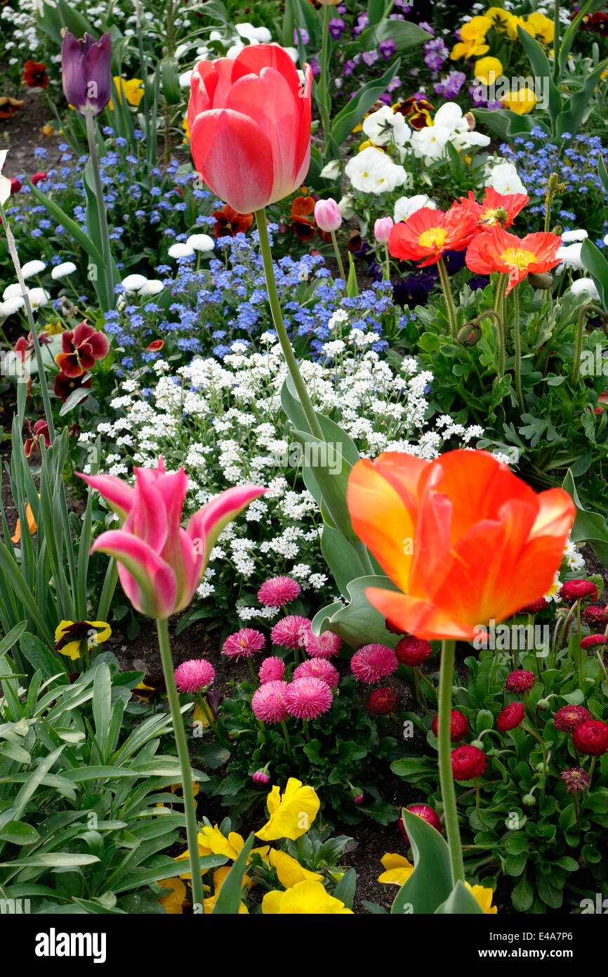 Germany, Bavaria, Wuerzburg, View of garden with tulips, Tulipa Stock ...