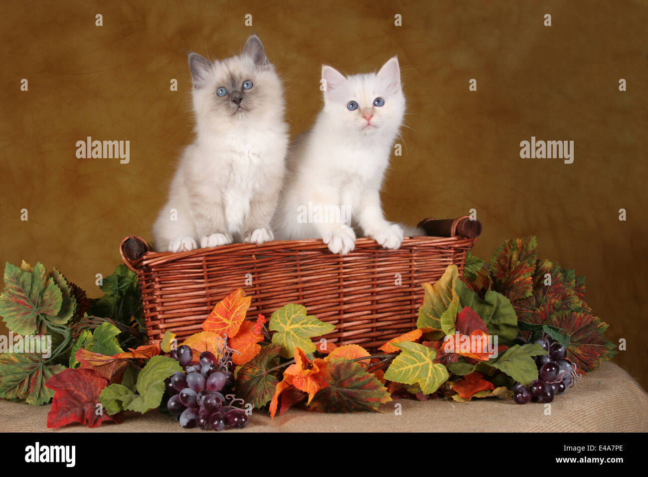 Heilige Birma kitten Stock Photo - Alamy