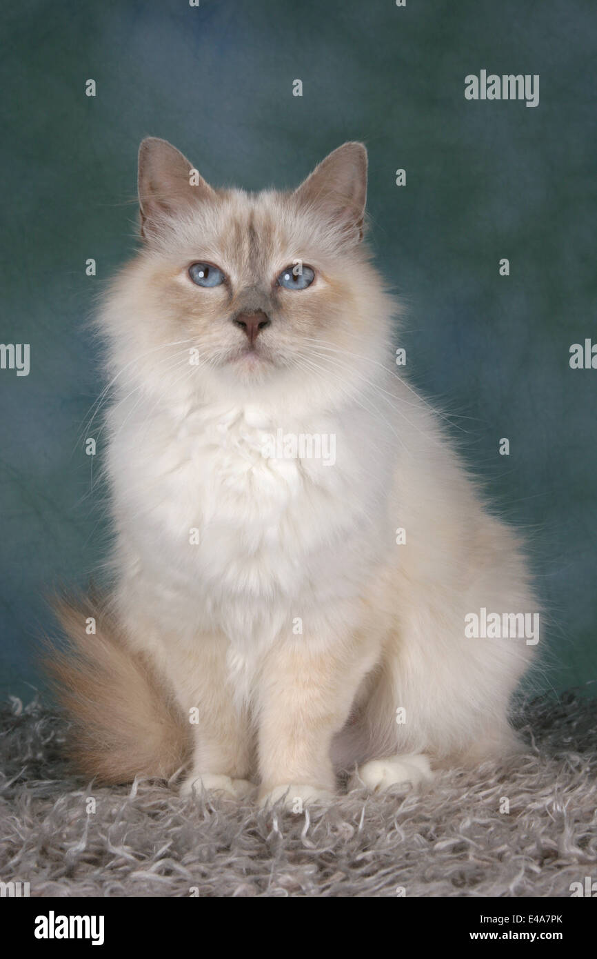 Heilige birma hi-res stock photography and images - Alamy