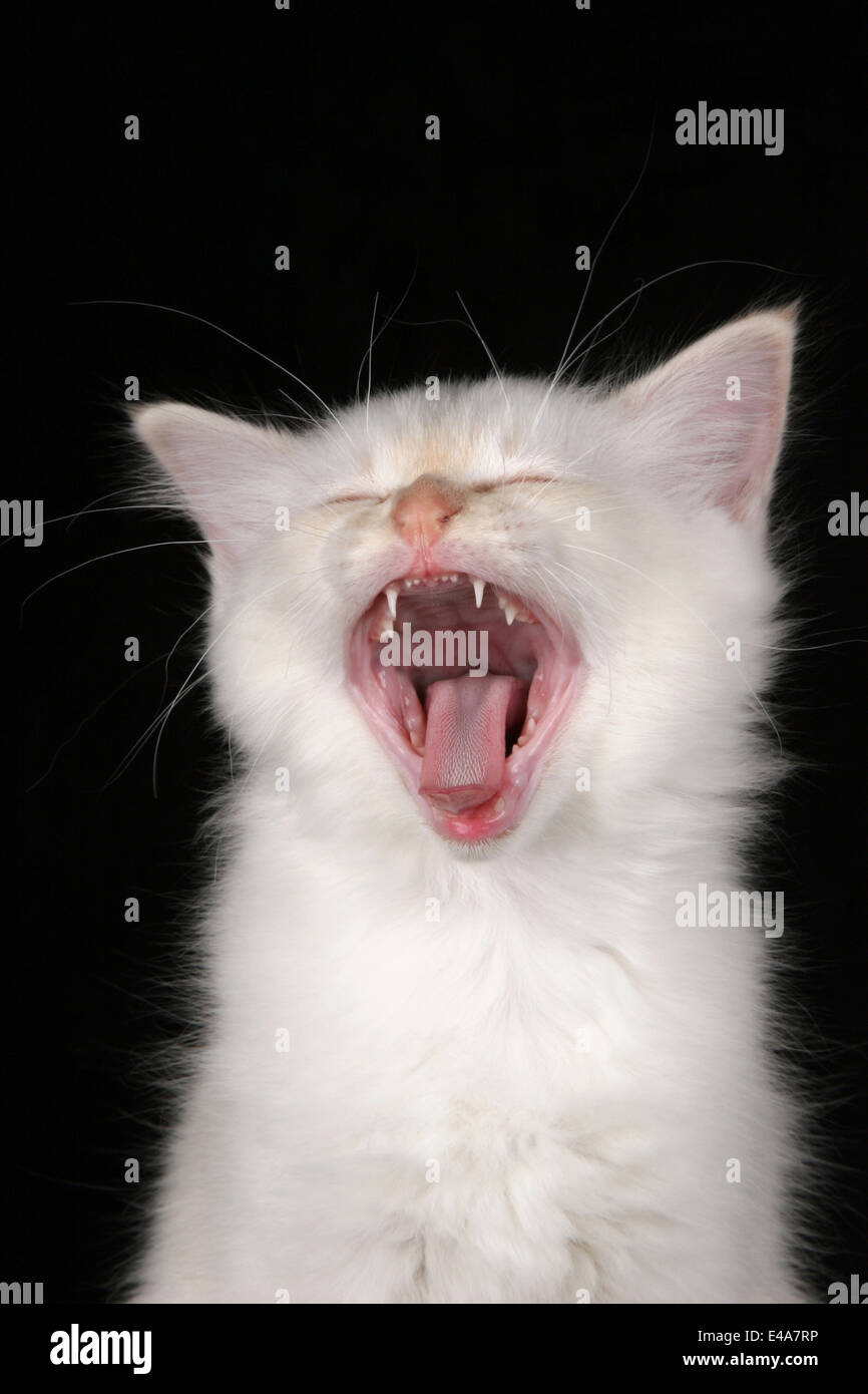 Heilige Birma kitten Stock Photo - Alamy